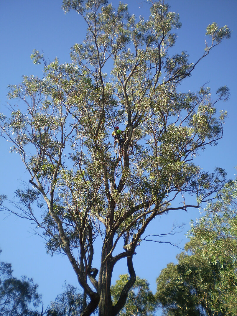 Gallery | Touchwood Tree Services