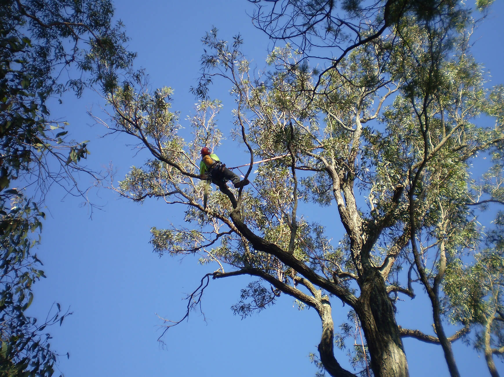 Gallery | Touchwood Tree Services