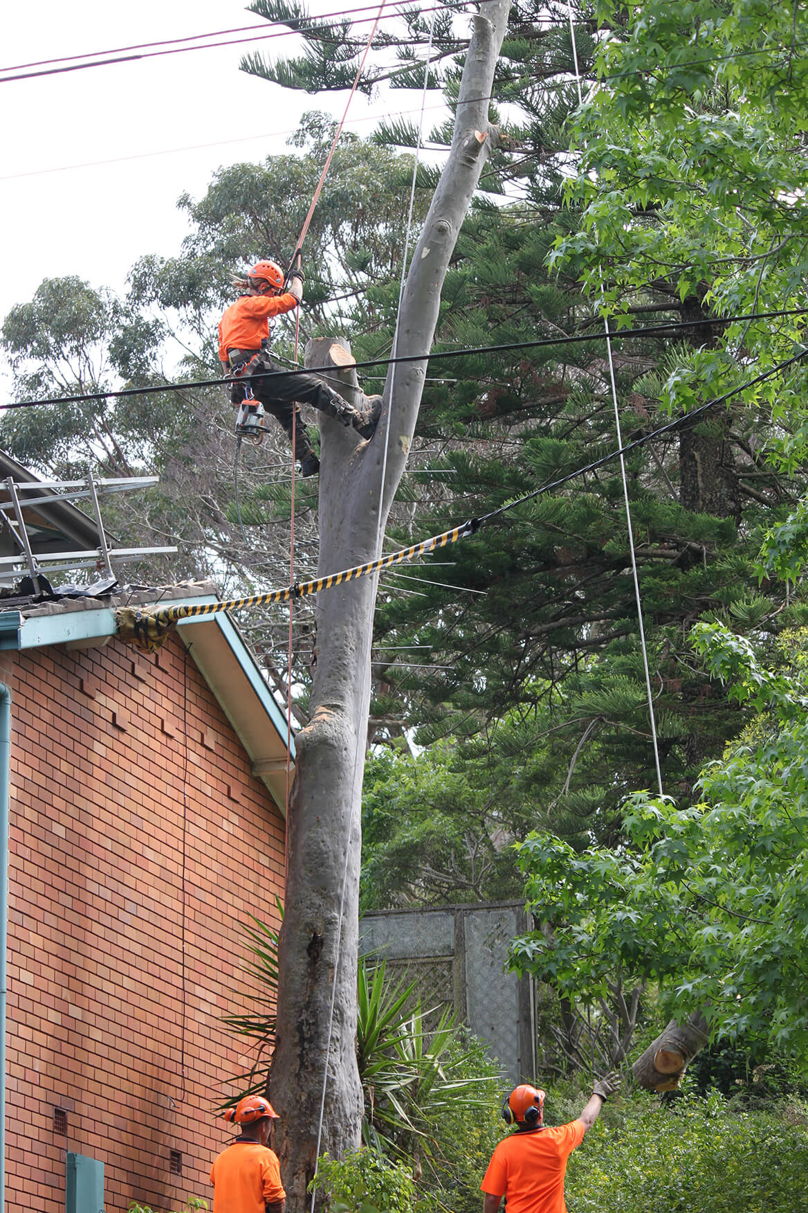Gallery | Touchwood Tree Services
