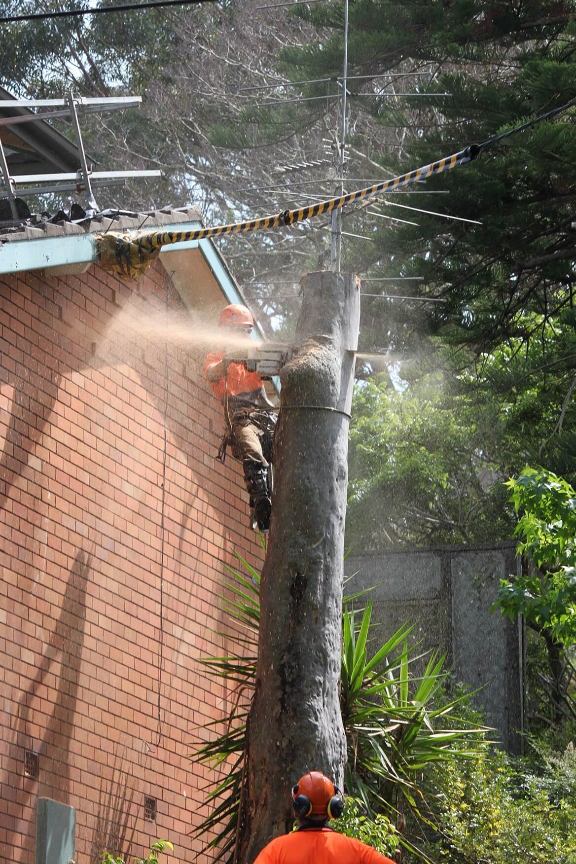Gallery | Touchwood Tree Services