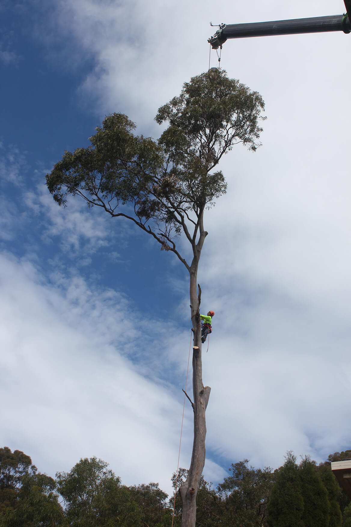 Gallery | Touchwood Tree Services