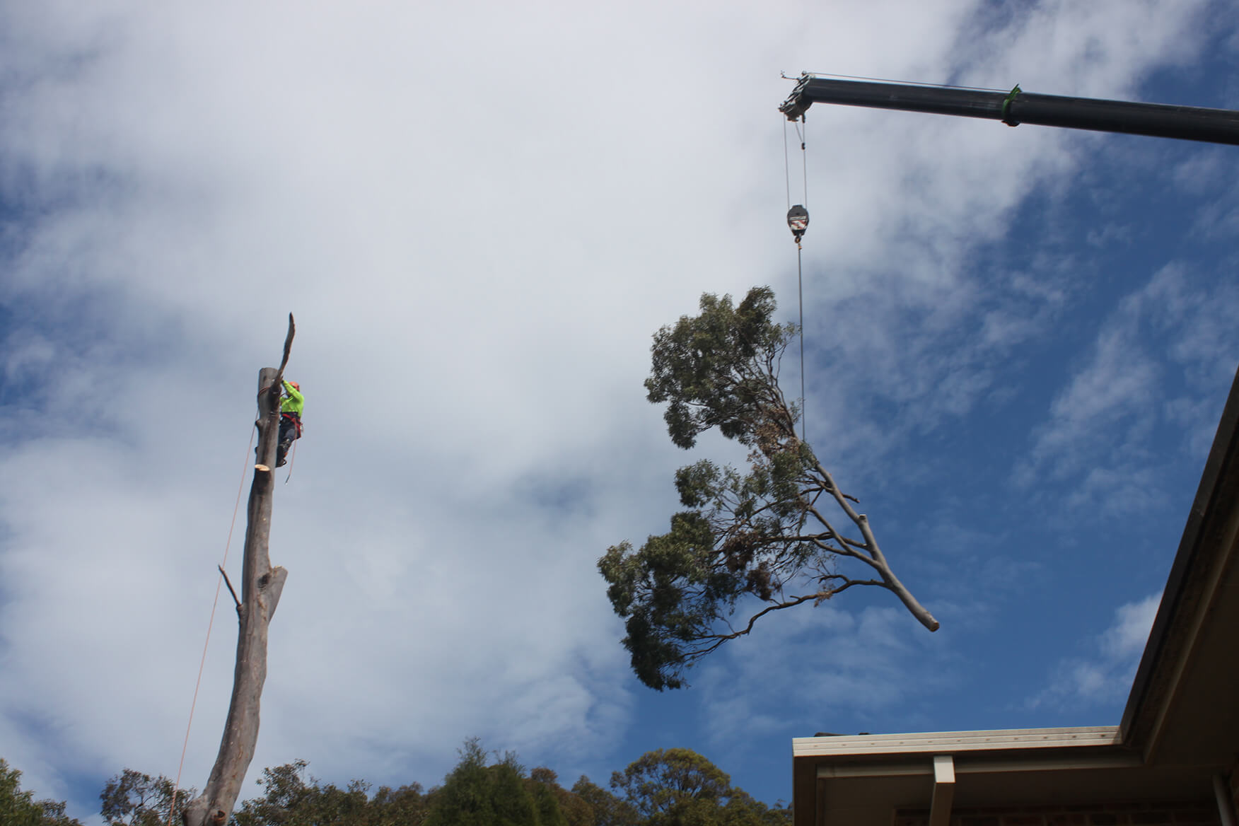 Gallery | Touchwood Tree Services